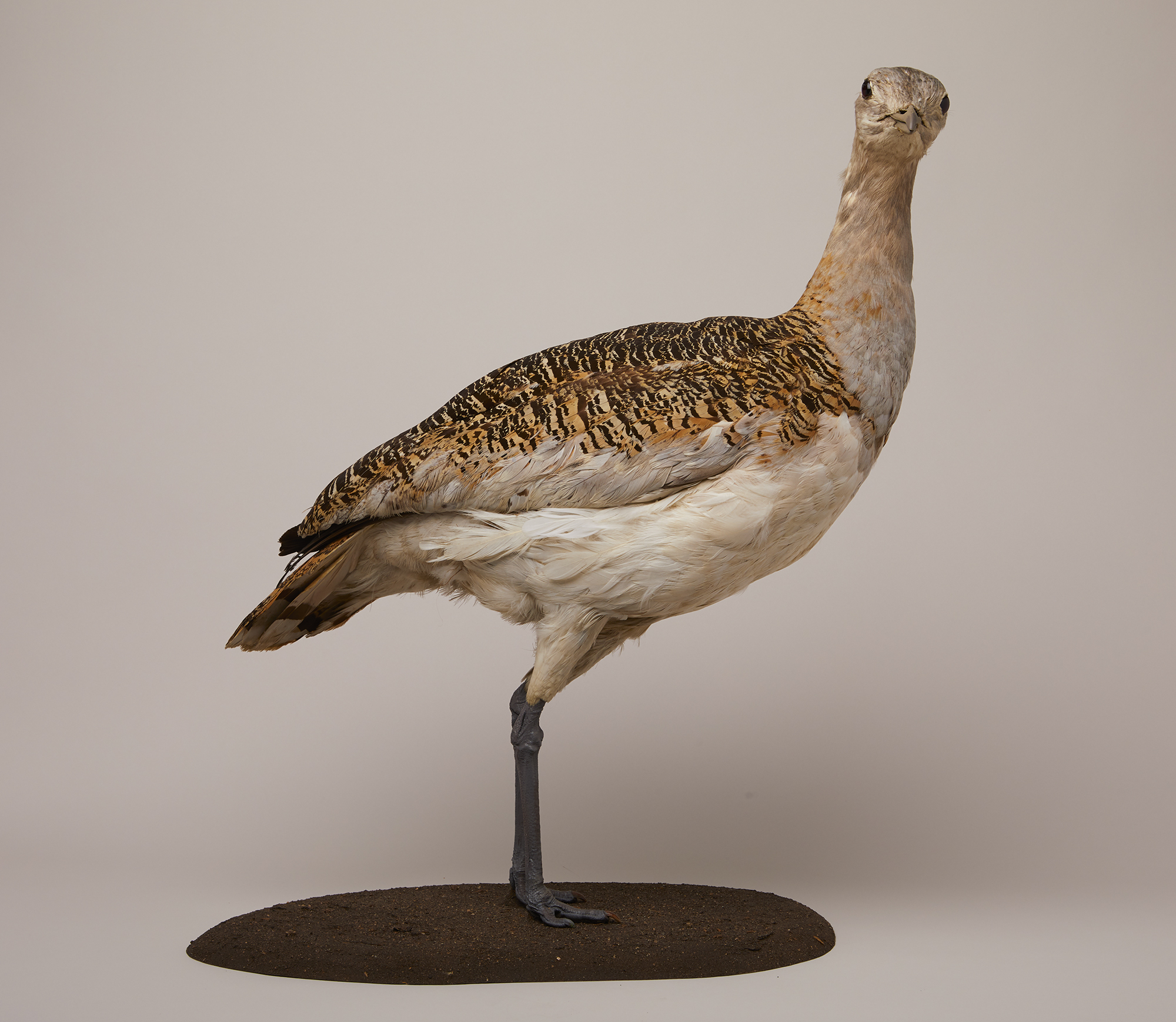 Explore extinction with birds once hunted for sport and food - Out Of ...