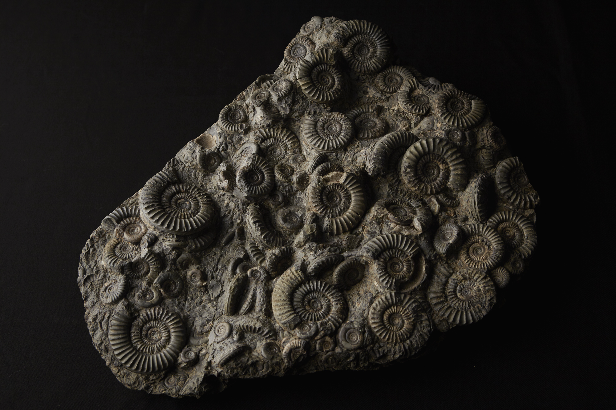 Why are ammonites so important to palaeontology? - Out Of The Box Learning