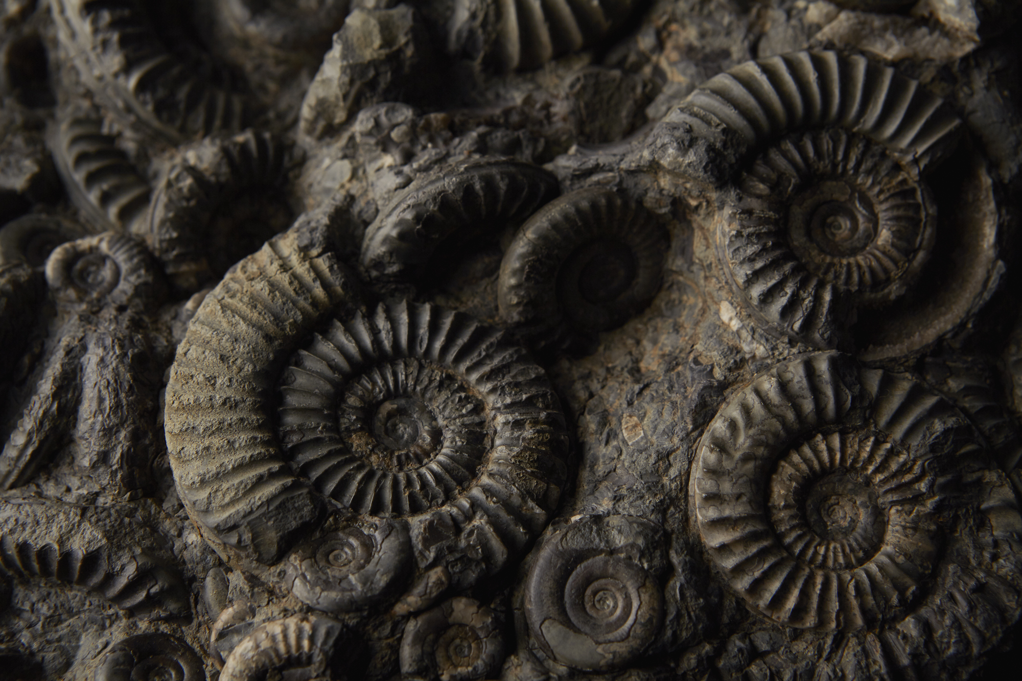 Why are ammonites so important to palaeontology? - Out Of The Box Learning