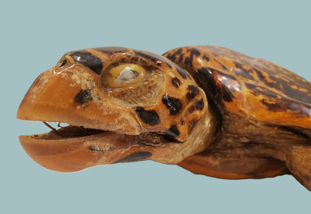 A critically-endangered turtle: food, fashion & the travels of Captain ...